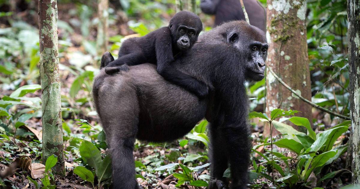 À la rencontre des Gorilles en République du Congo, un voyage exceptionnel signé Kamba ...