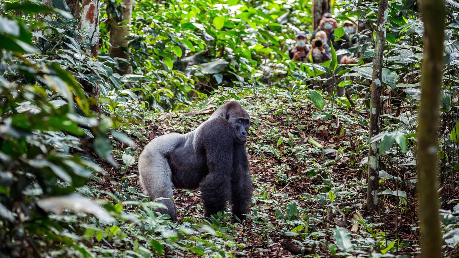 À la rencontre des Gorilles en République du Congo, un voyage exceptionnel signé Kamba ...